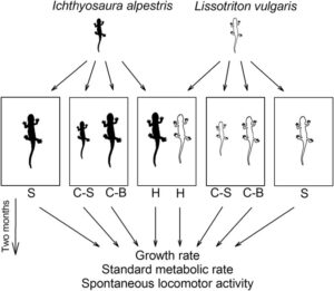 First Filial Generation - Biology Simple