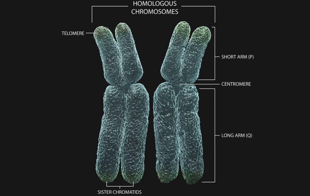 Homologous Chromosome - Biology Simple