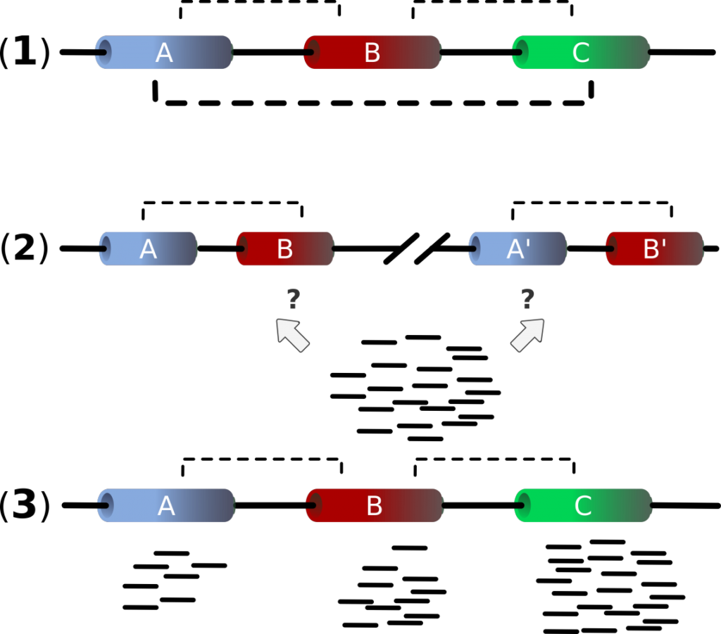 Codon - Biology Simple
