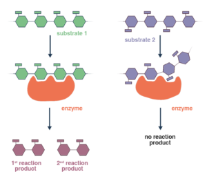Hydrolytic Enzyme - Biology Simple