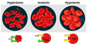Hypotonic Solution - Biology Simple