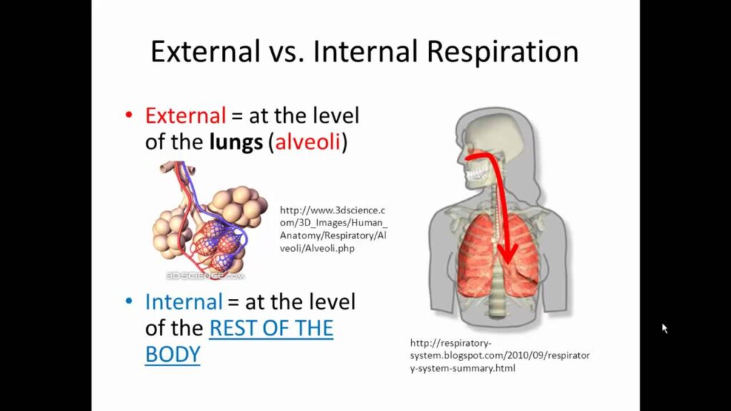 Internal Respiration - Biology Simple