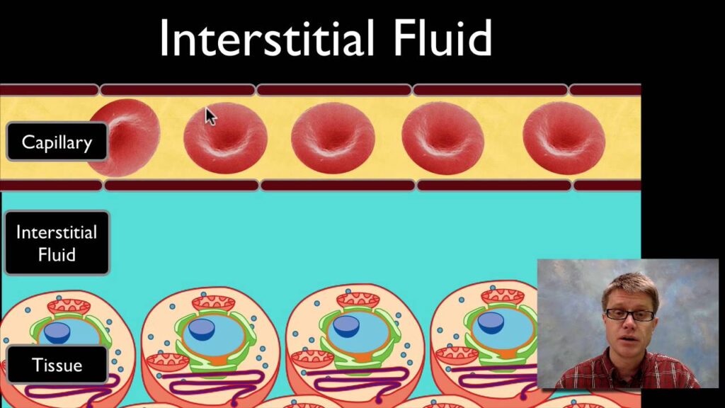Interstitial Fluid - Biology Simple