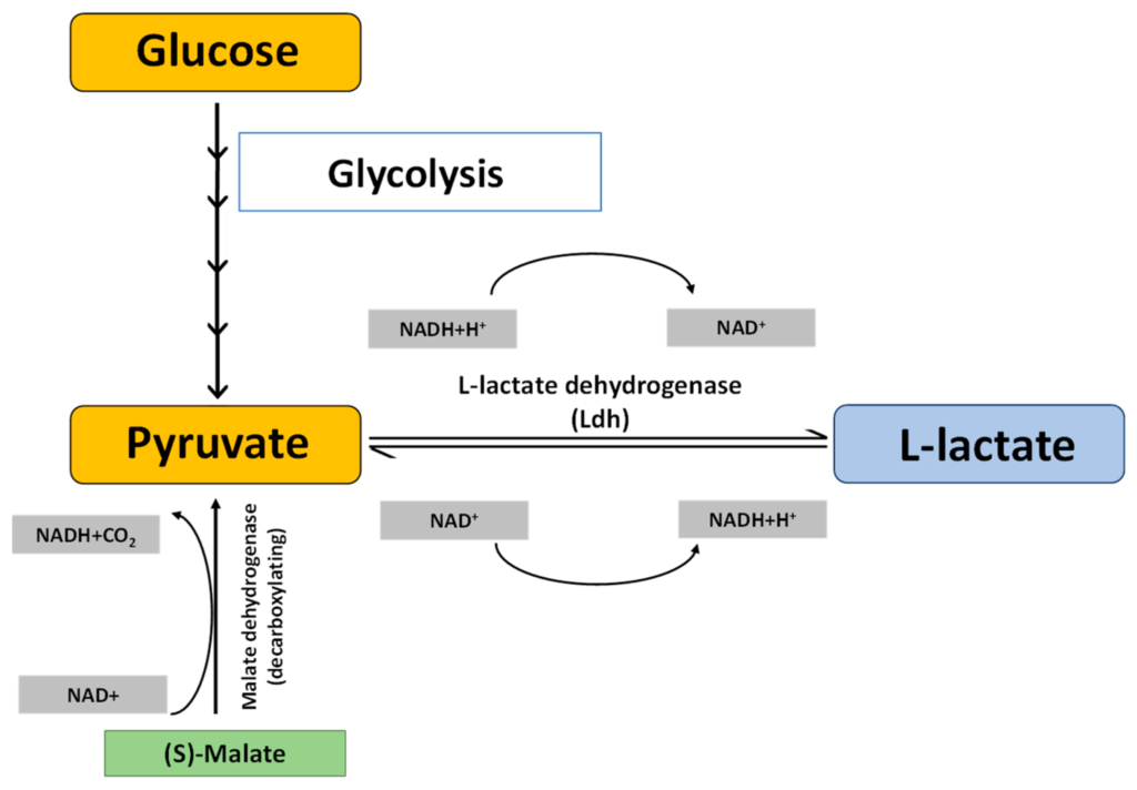 Lactate Dehydrogenase - Biology Simple