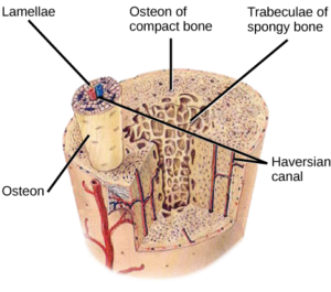 Tracheary Elements - Biology Simple