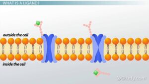 Ligand - Biology Simple