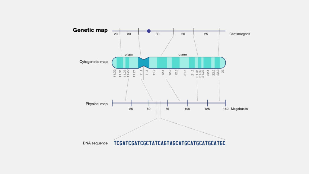 Multipotent - Biology Simple