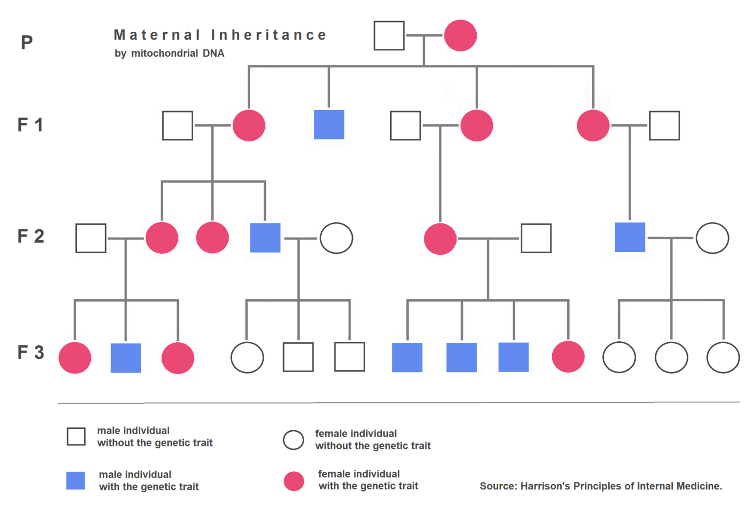 Maternal Inheritance - Biology Simple