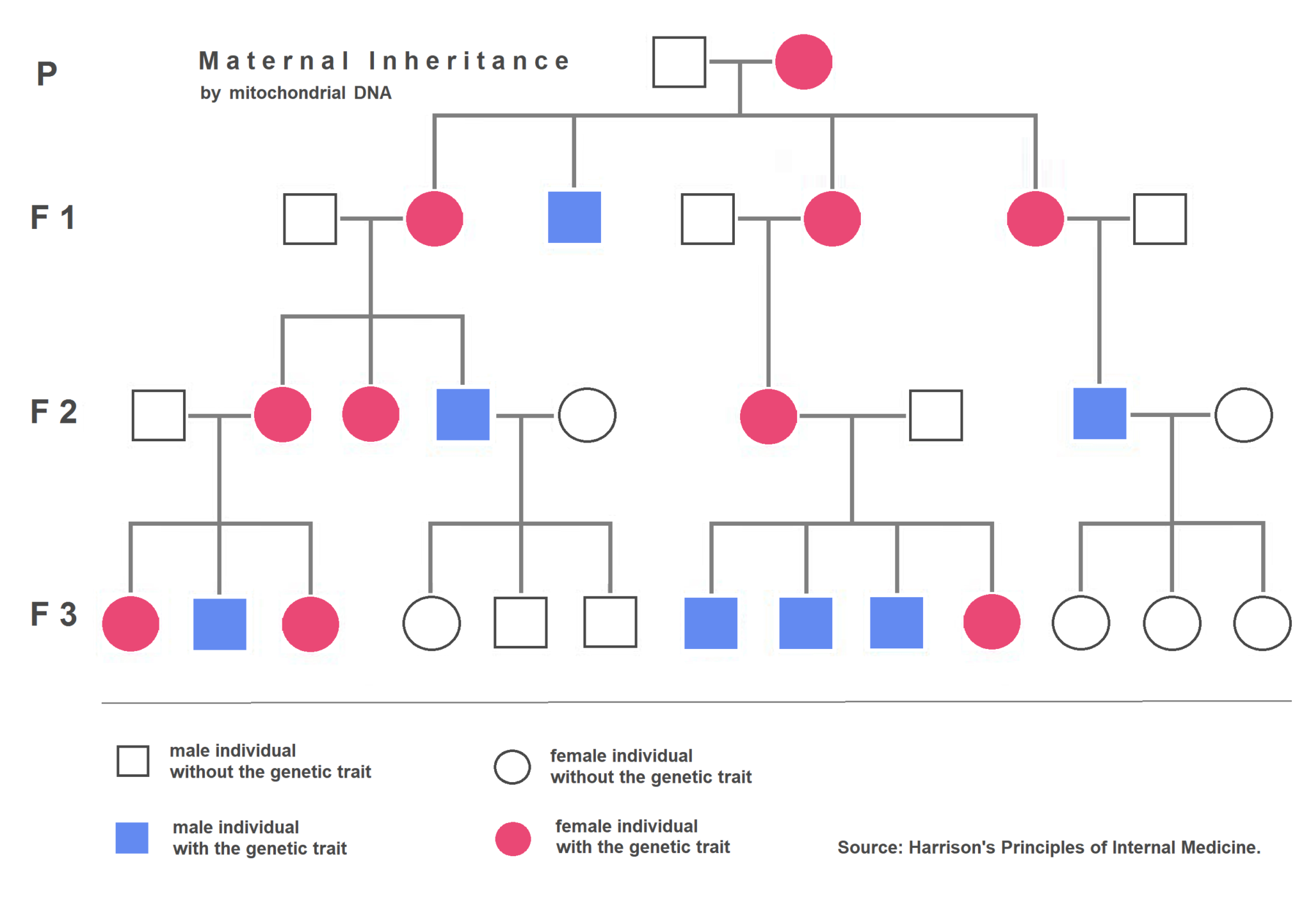 Maternal Inheritance - Biology Simple
