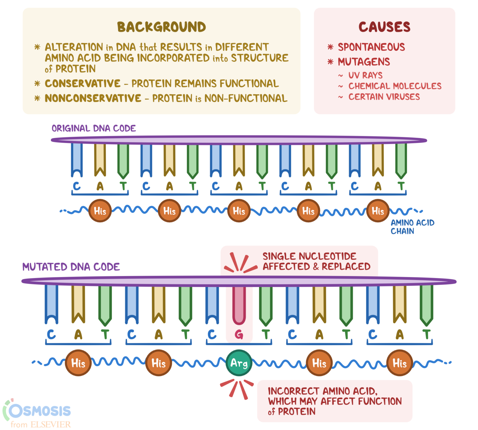 Missense Mutation - Biology Simple