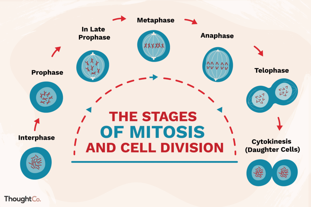 Prophase - Biology Simple