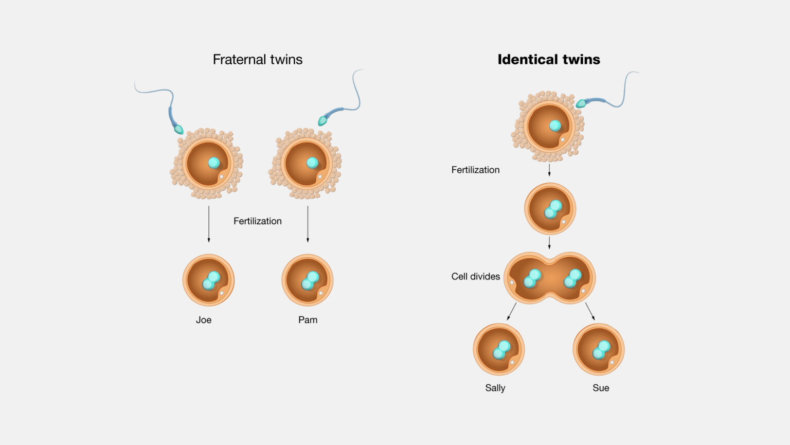 Endoderm - Biology Simple