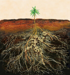 Mycorrhizae - Biology Simple