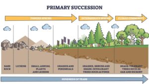Ecological Succession - Biology Simple