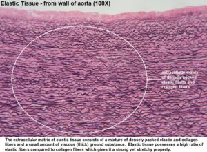 Photorespiration - Biology Simple
