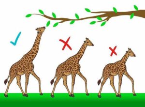 Natural Selection - Biology Simple