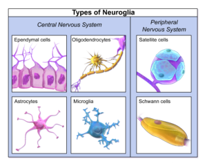Neuroglia - Biology Simple