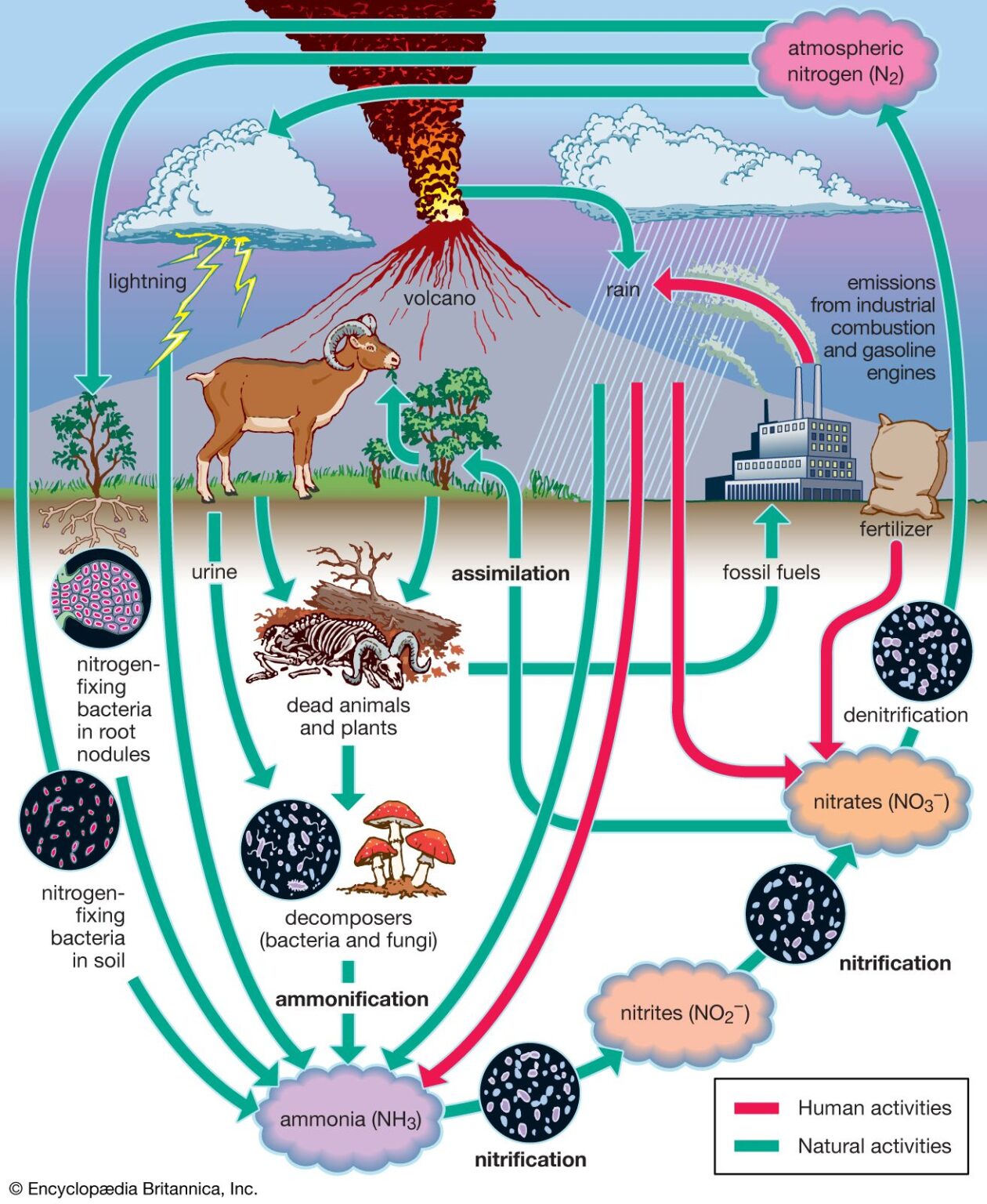 Nitrogen Fixation Biology Simple 6069