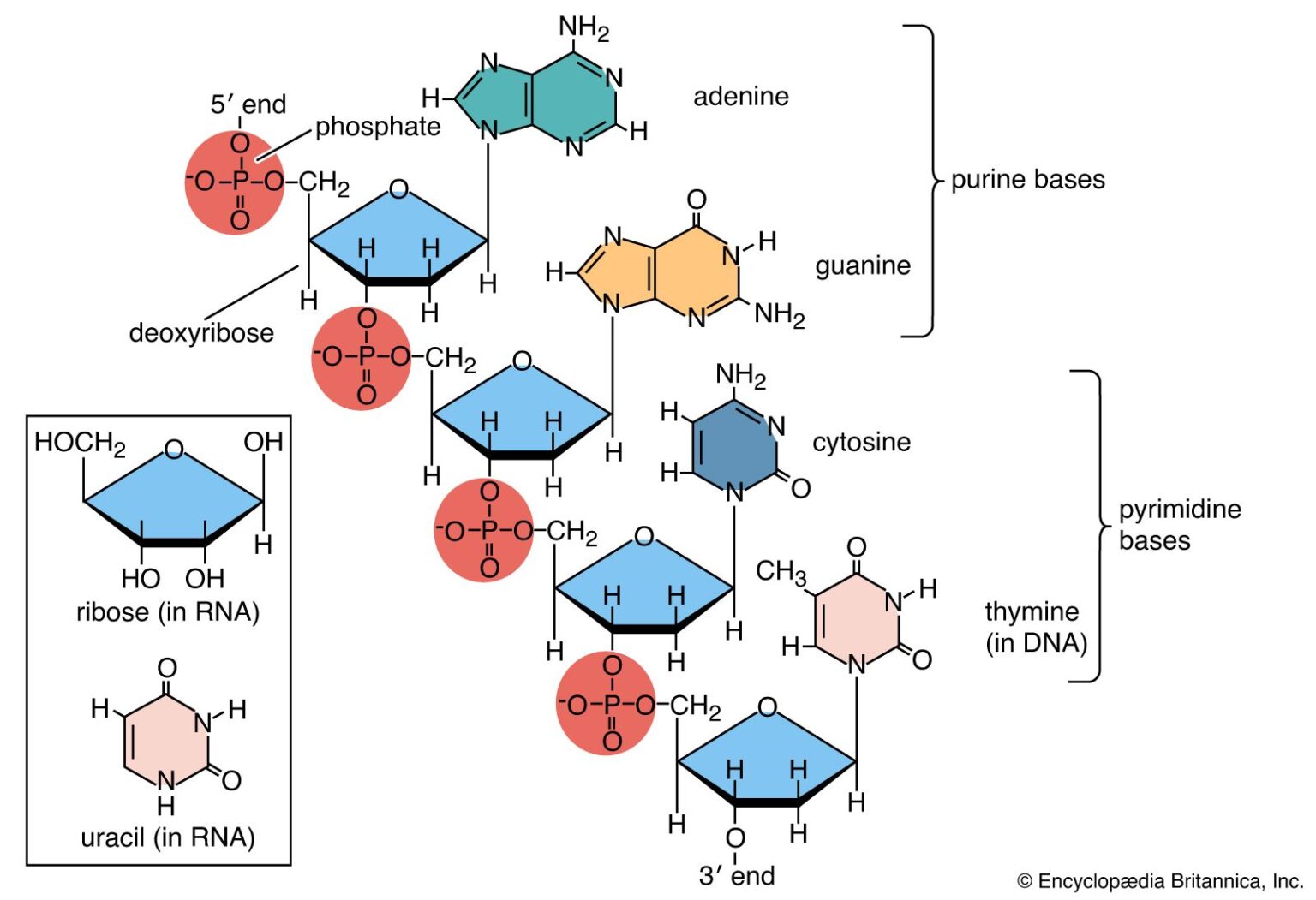 Nucleic Acid - Biology Simple