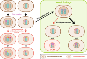 Ploidy - Biology Simple