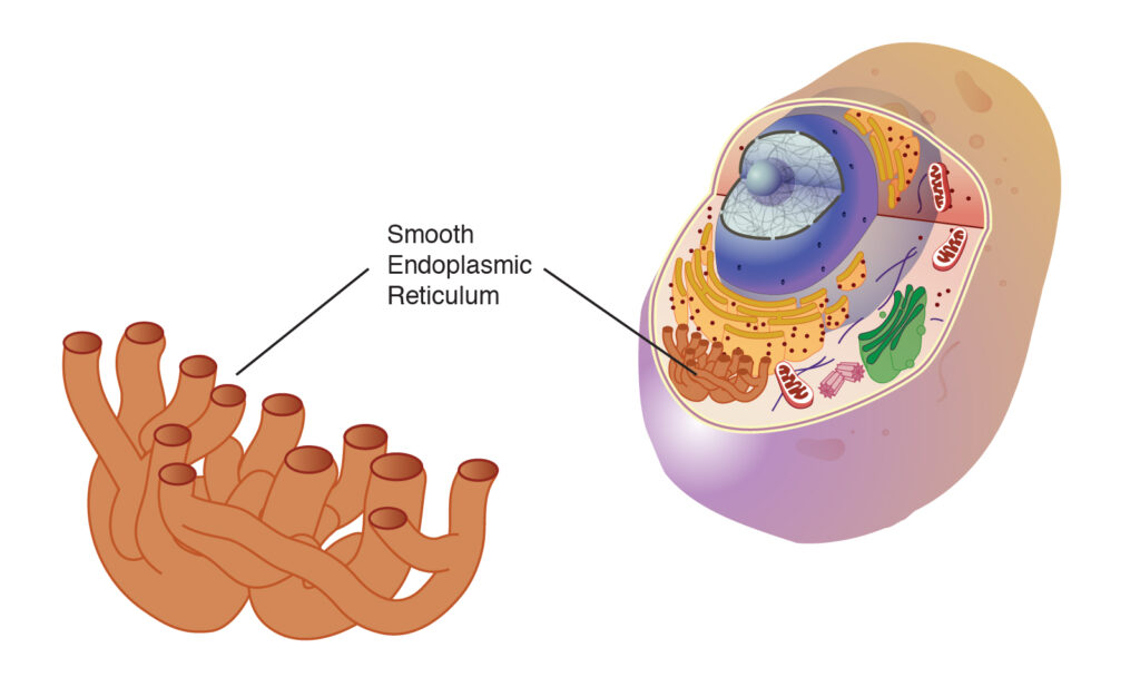 Smooth Endoplasmic Reticulum - Biology Simple