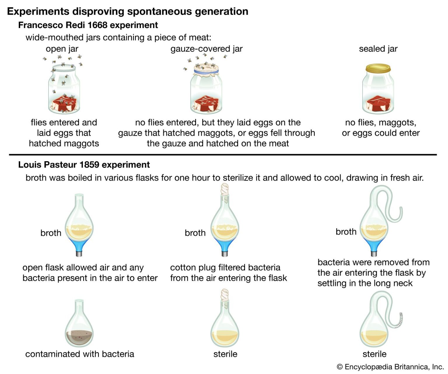 Spontaneous Generation - Biology Simple