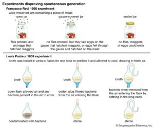 Spontaneous Generation - Biology Simple