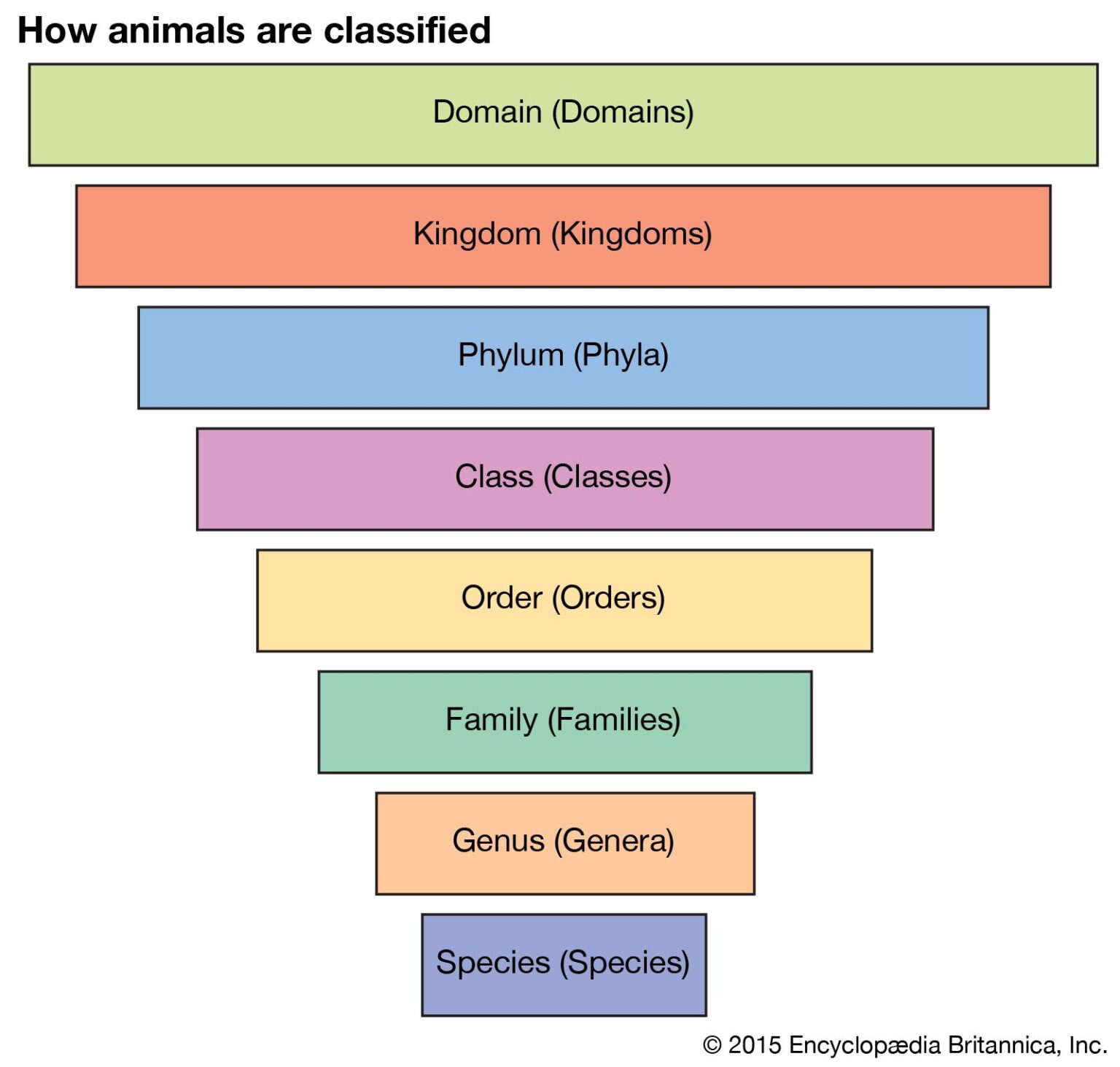 Taxonomy - Biology Simple