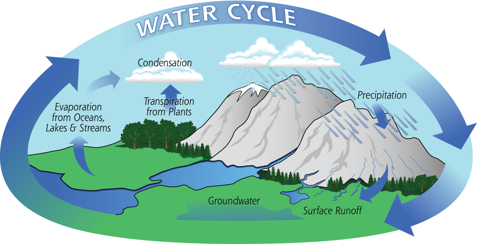 Water Cycle - Biology Simple